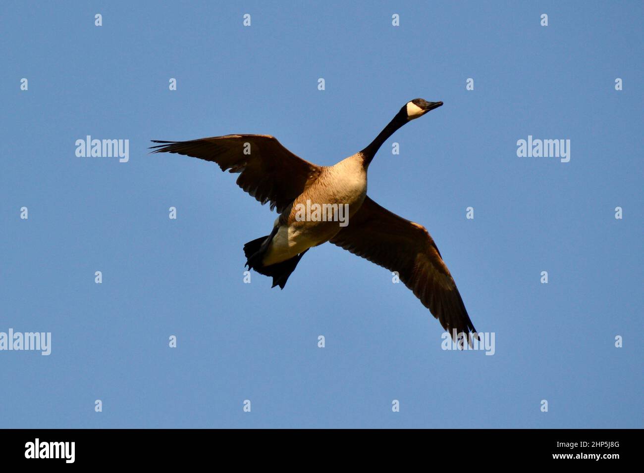 Goose flying overhead hi-res stock photography and images - Alamy
