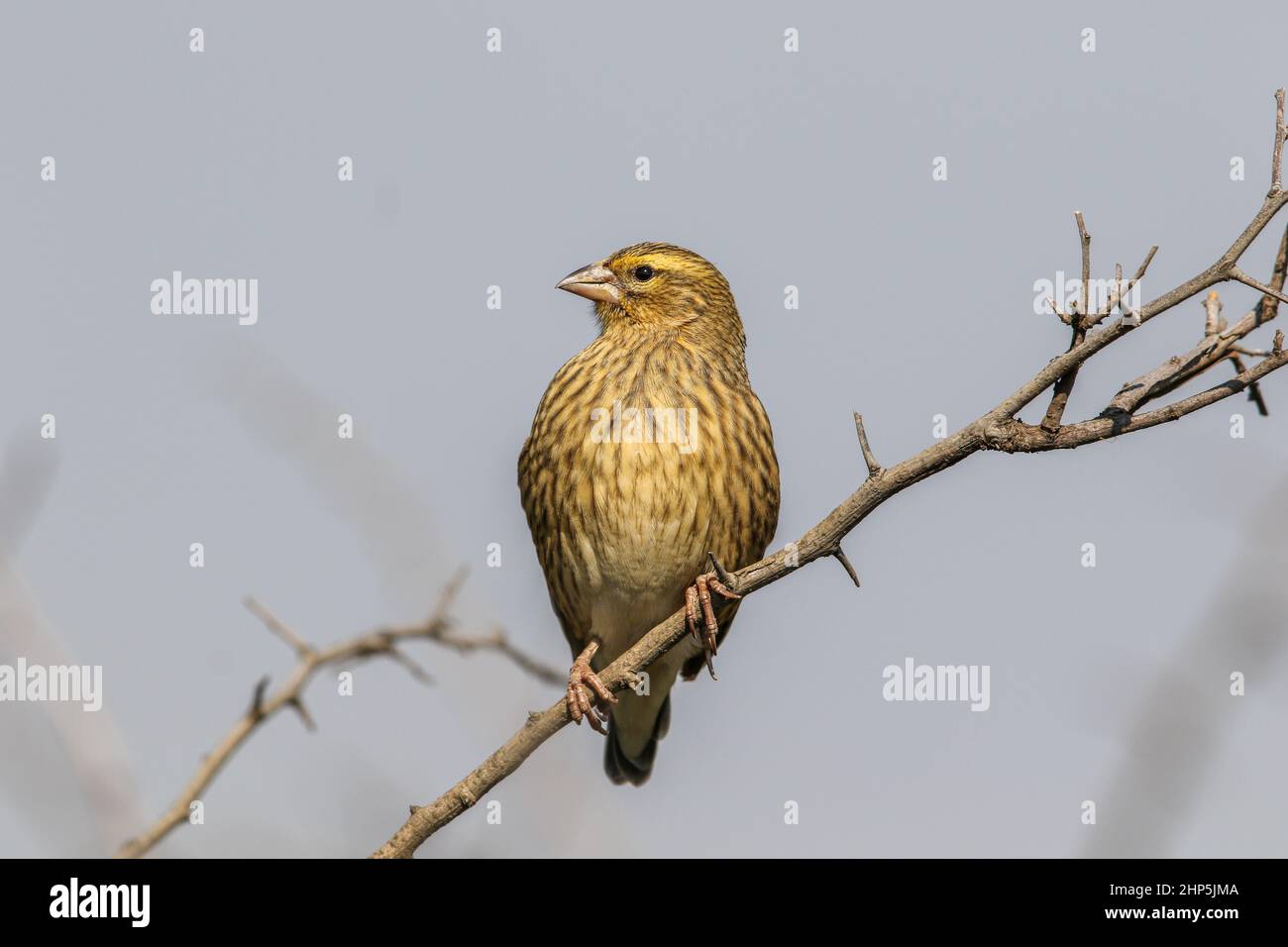 Female Red Bishop, South Africa Stock Photo - Alamy