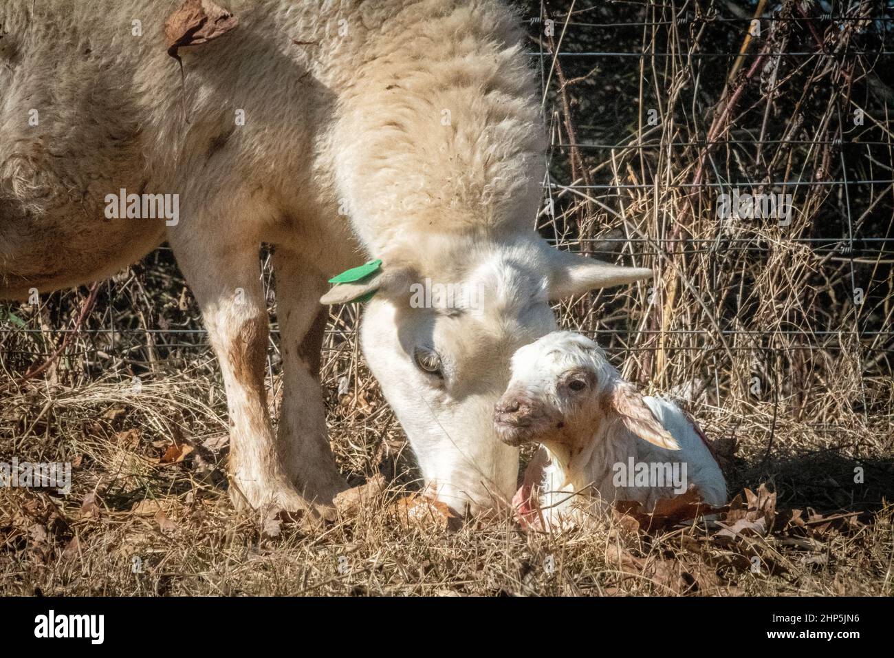 Mother sheep (ewe) giving birth to lamb Stock Photo - Alamy