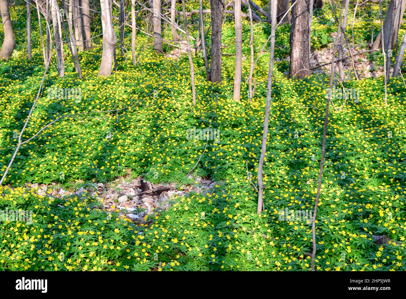 Tree shadows across floor hi-res stock photography and images - Alamy