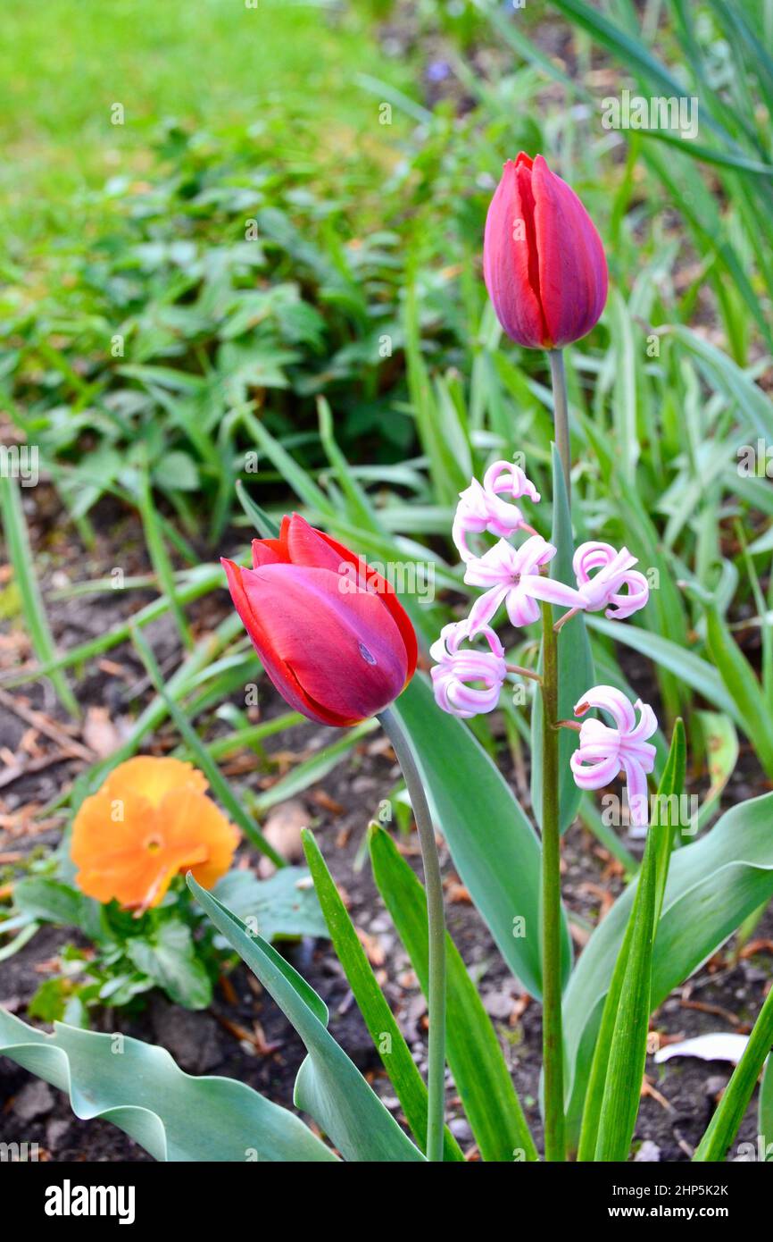 Colourful spring flowers in hi-res stock photography and images - Alamy