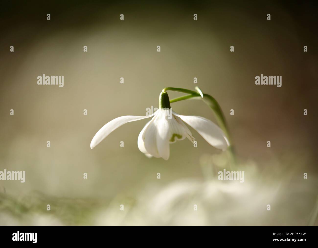 Ground Level View Of Snowdrop High Resolution Stock Photography and ...