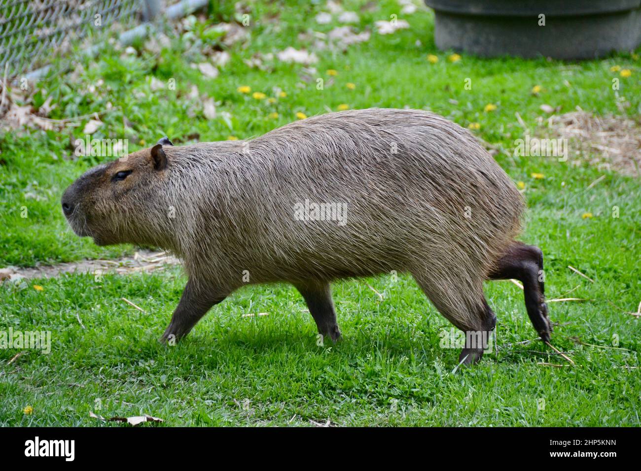 Walking capybara (Hydrochoerus hydrochaeris) at High Park Zoo Stock ...