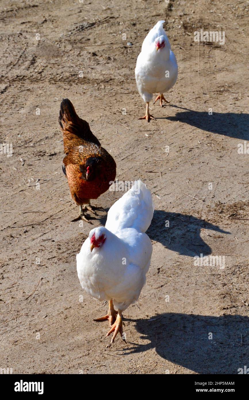 Chickens with colorful plumage hi-res stock photography and images - Alamy