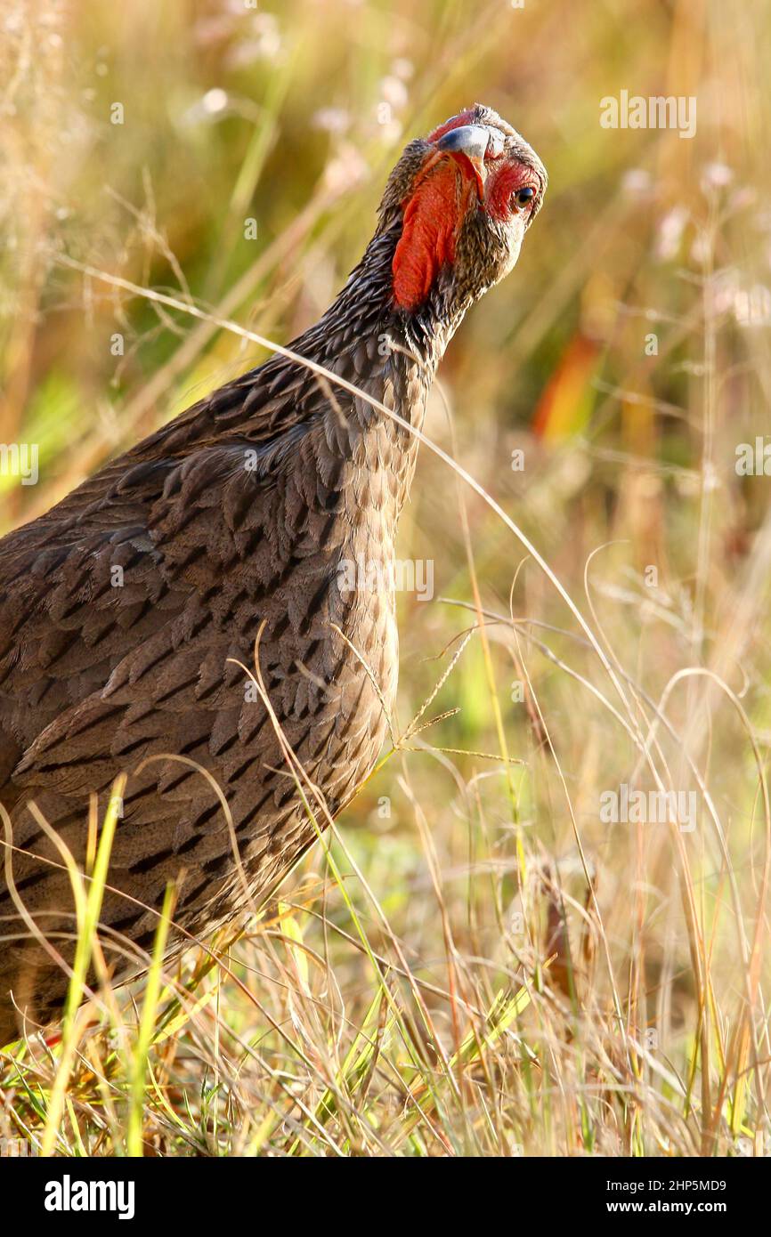 Swainson's Spurfowl, South Africa Stock Photo - Alamy
