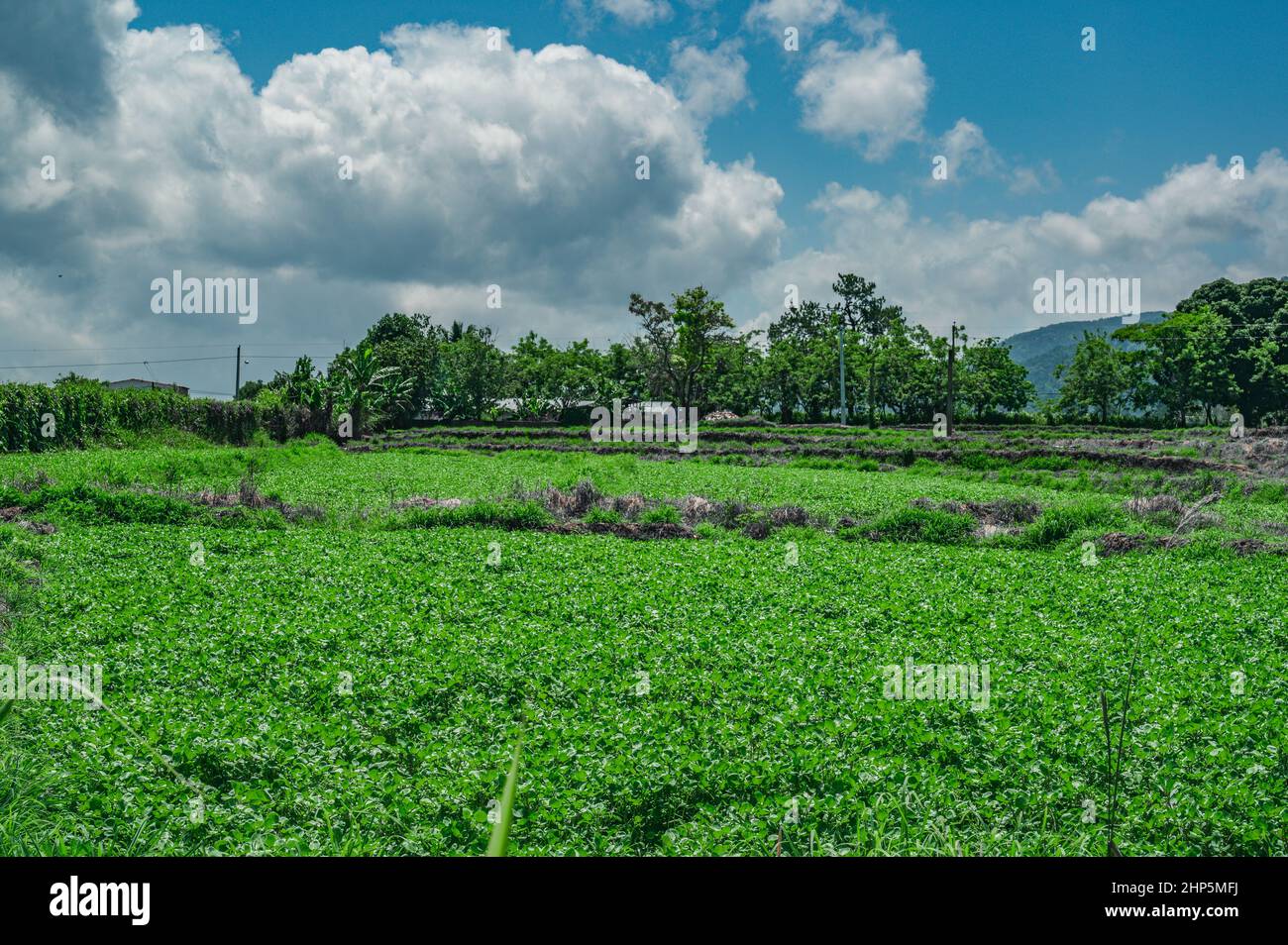The photo shows a lettuce plantation. The vegetable field is flooded ...