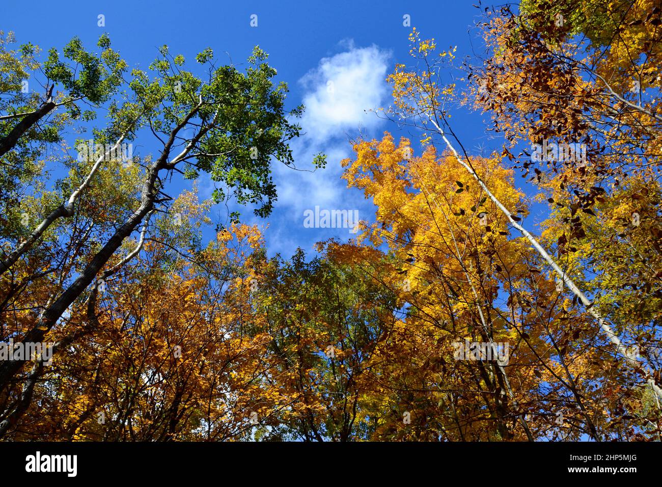 Tree canopy against blue sky with variety of bright Fall colours Stock ...