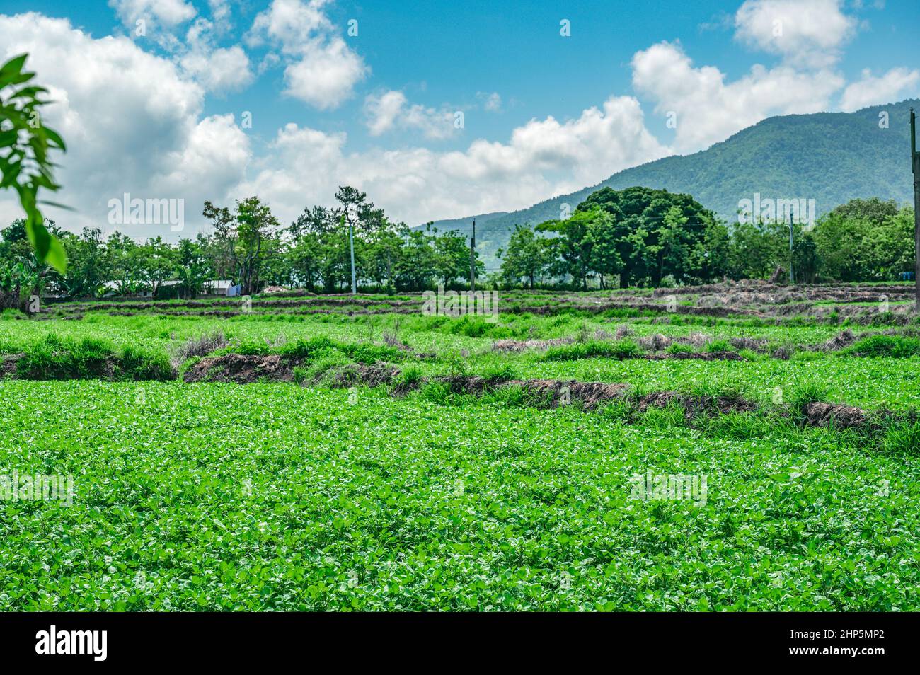 The photo shows a lettuce plantation. The vegetable field is flooded ...