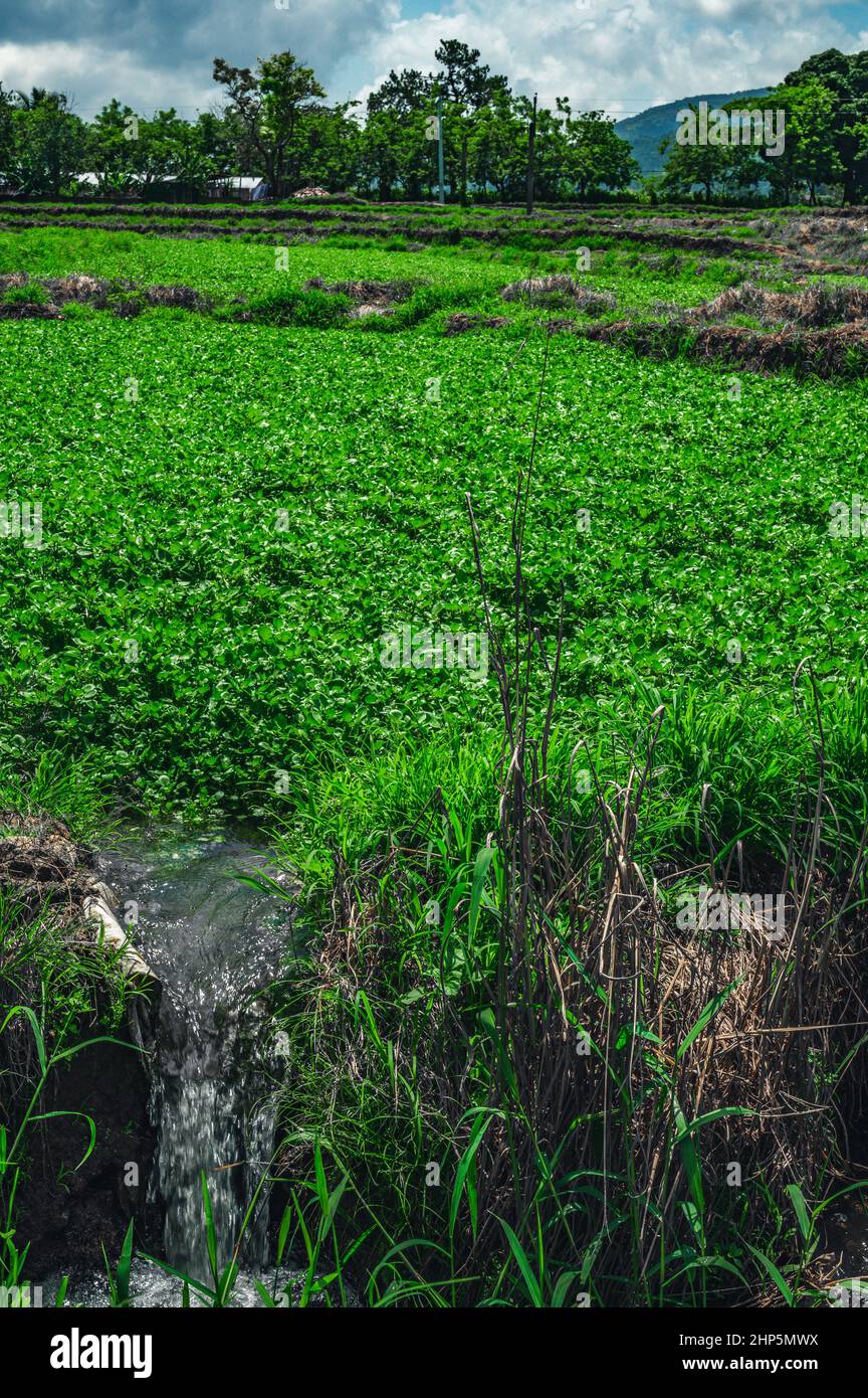 The photo shows a lettuce plantation. The vegetable field is flooded ...