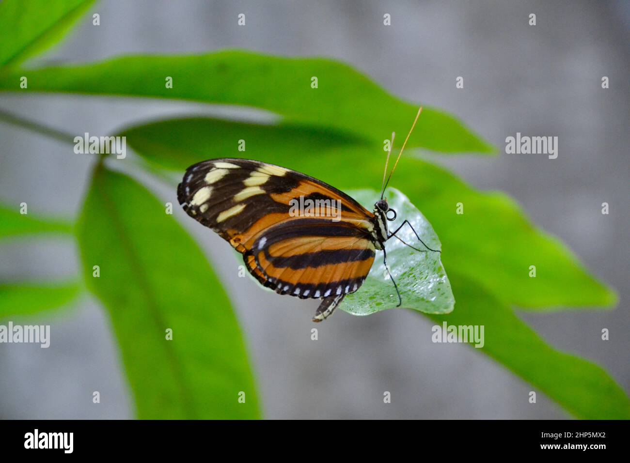 Grey winged butterfly hi-res stock photography and images - Alamy