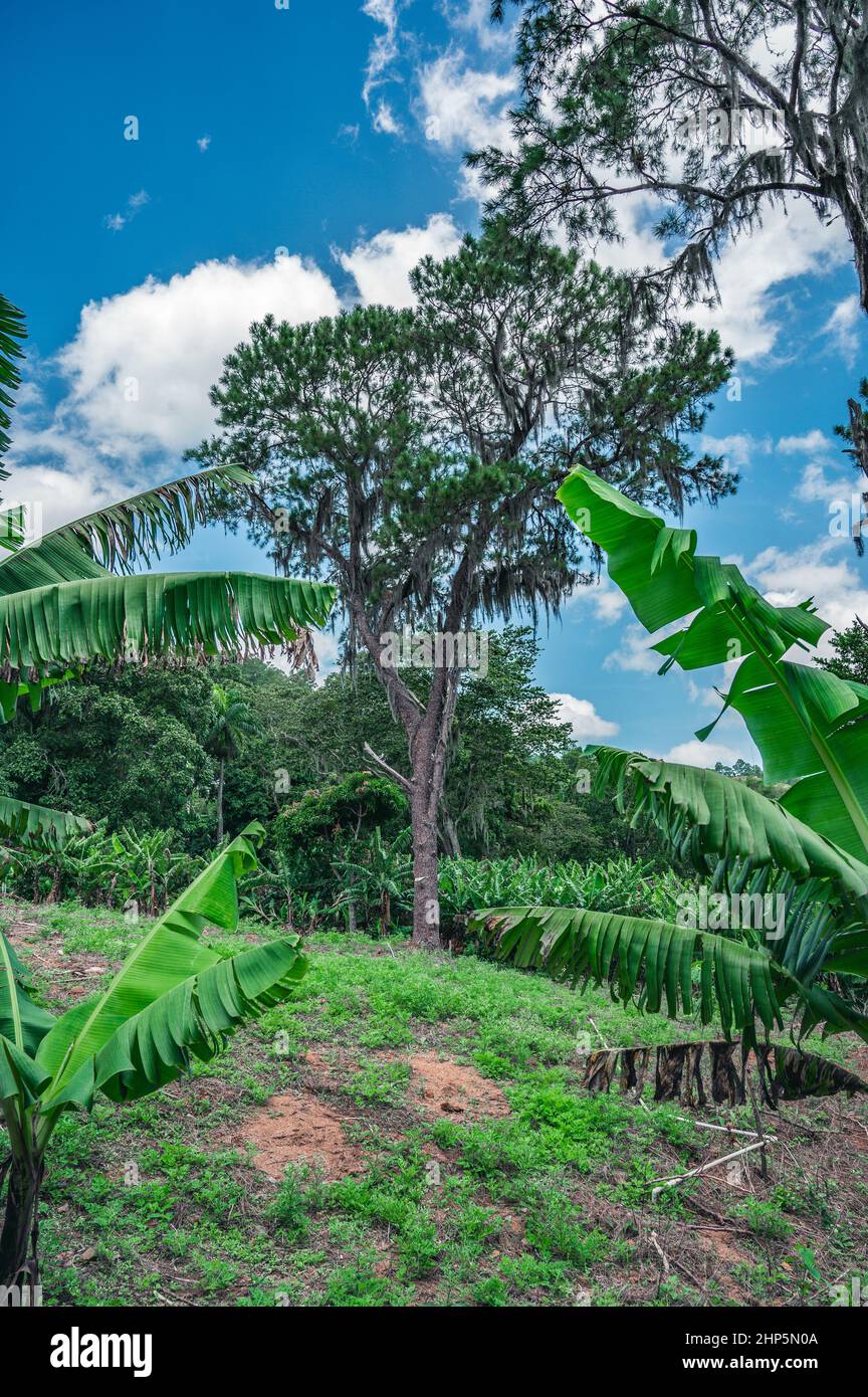 Photo shows a rainforest with various types of trees. The image shows ...