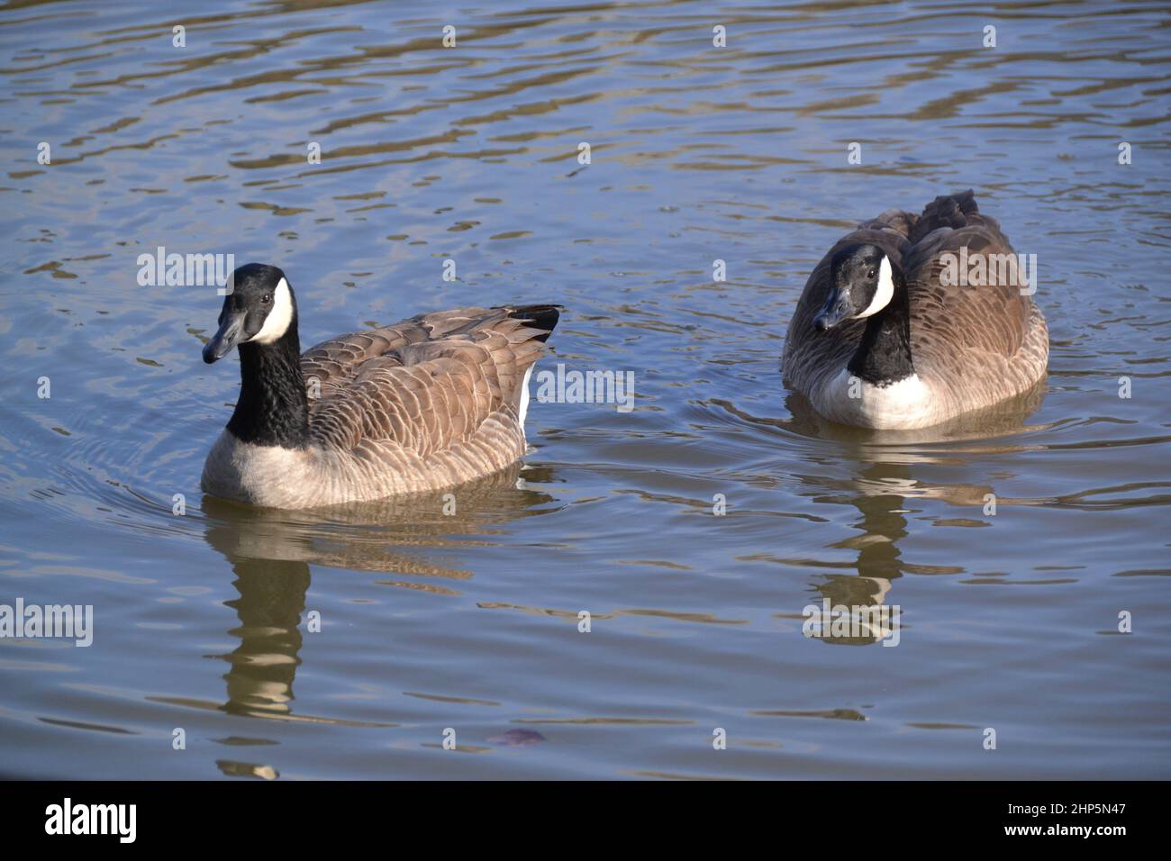 Pair of Canada geese (Branta canadensis) swimming across lake during ...