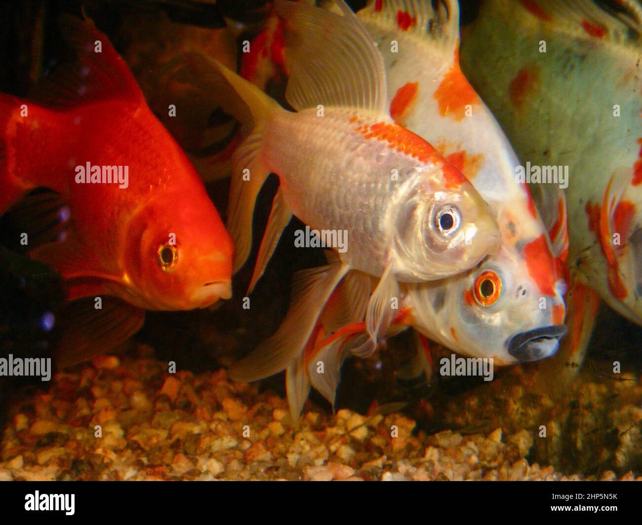 Group of three colourful goldfish in aquarium Stock Photo - Alamy