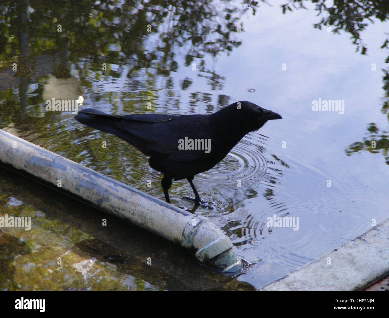 Wild crow wading in shallow pool of water in park during Spring Stock ...