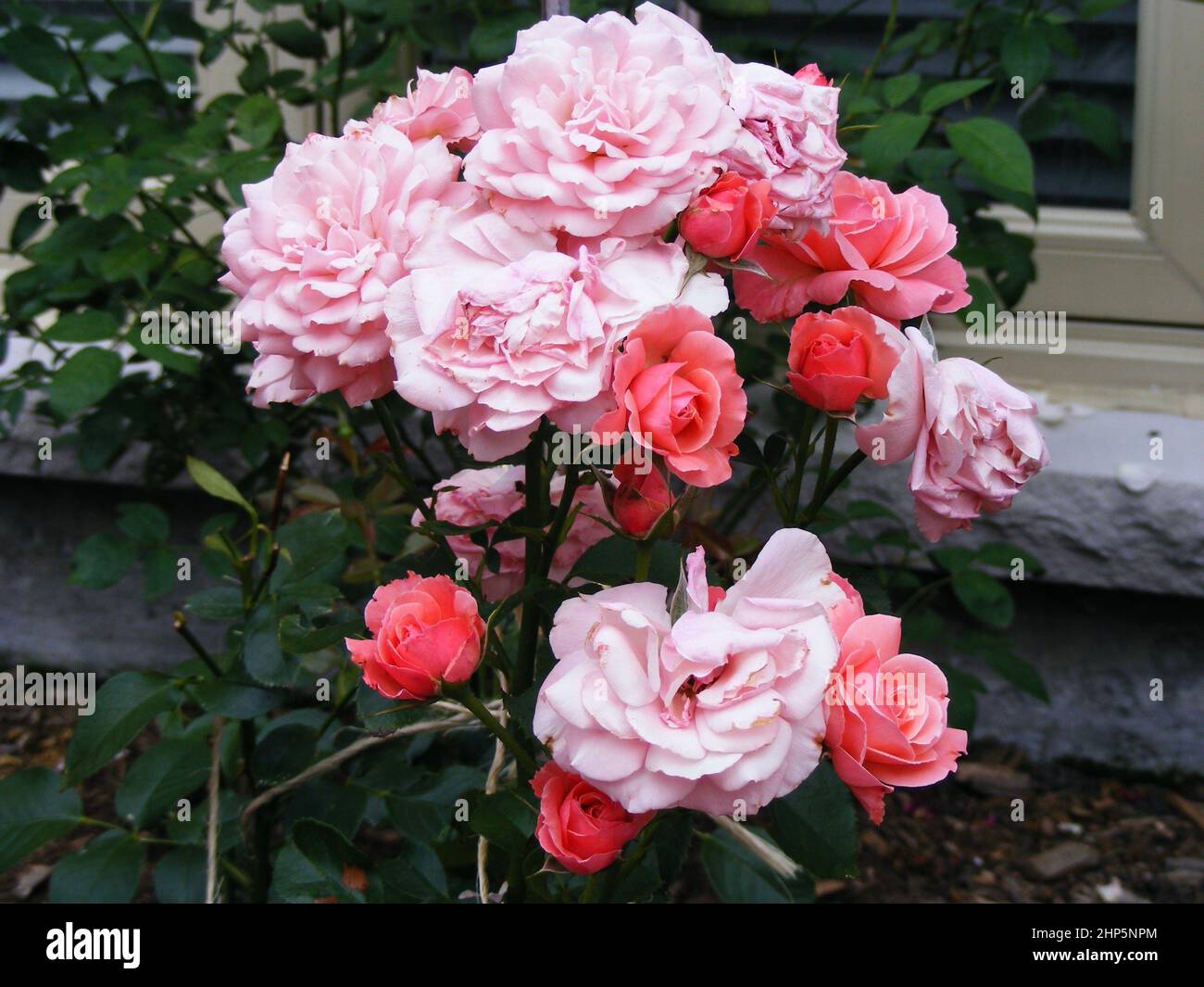 Floribunda roses hi-res stock photography and images - Alamy
