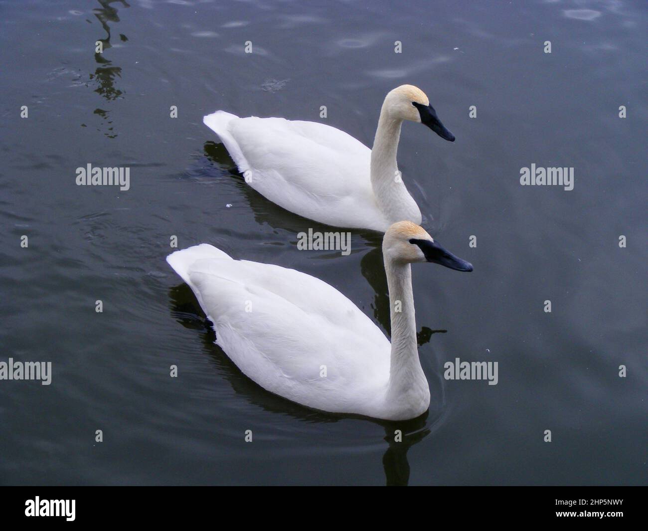 Pair of Trumpeter swans (Cygnus buccinator) swimming in marsh during ...