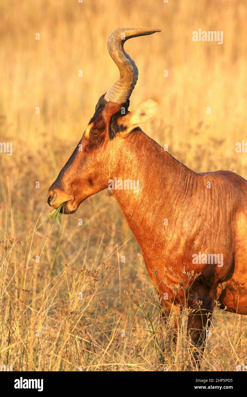 Red Hartebeest Bull, South Africa Stock Photo - Alamy