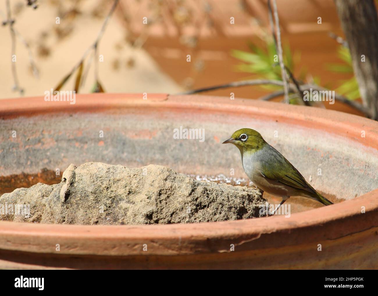 Australian silvereye zosterops lateralis hi-res stock photography and ...