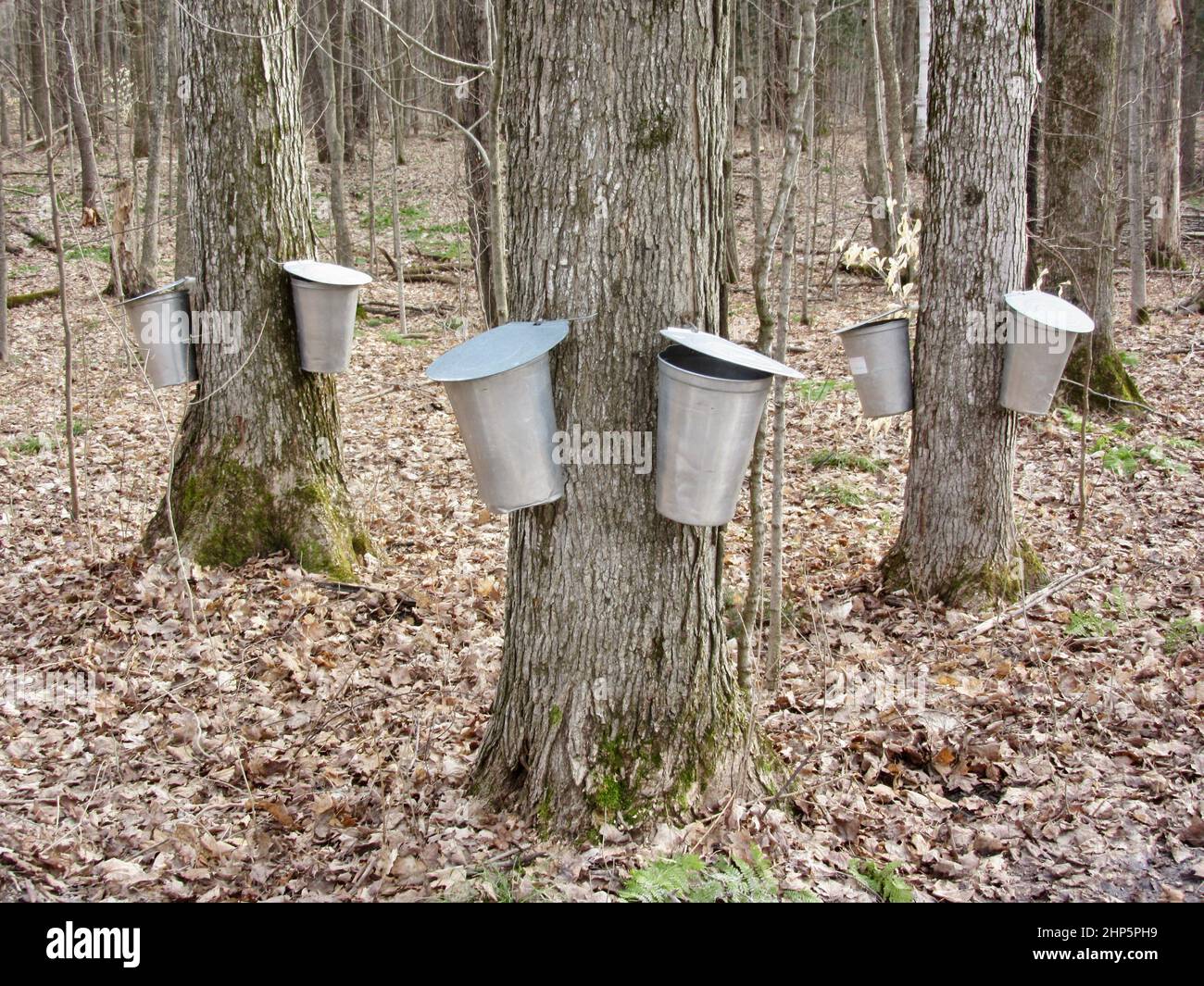 Tree trunks with syrup collection buckets hanging from them during ...