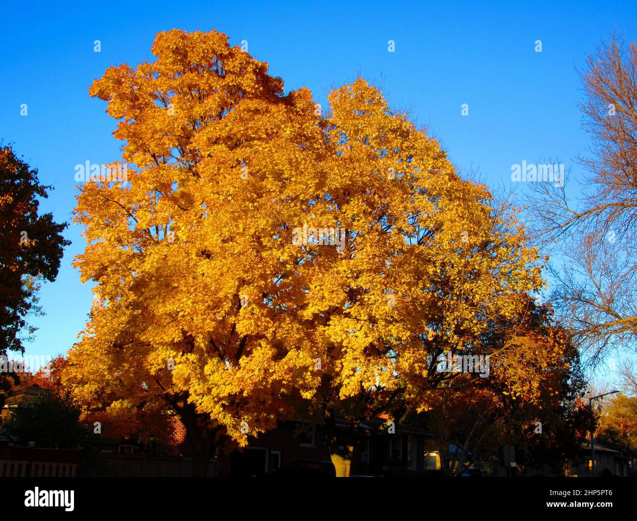 Large tree with bright orange Fall colours against bright blue sky ...