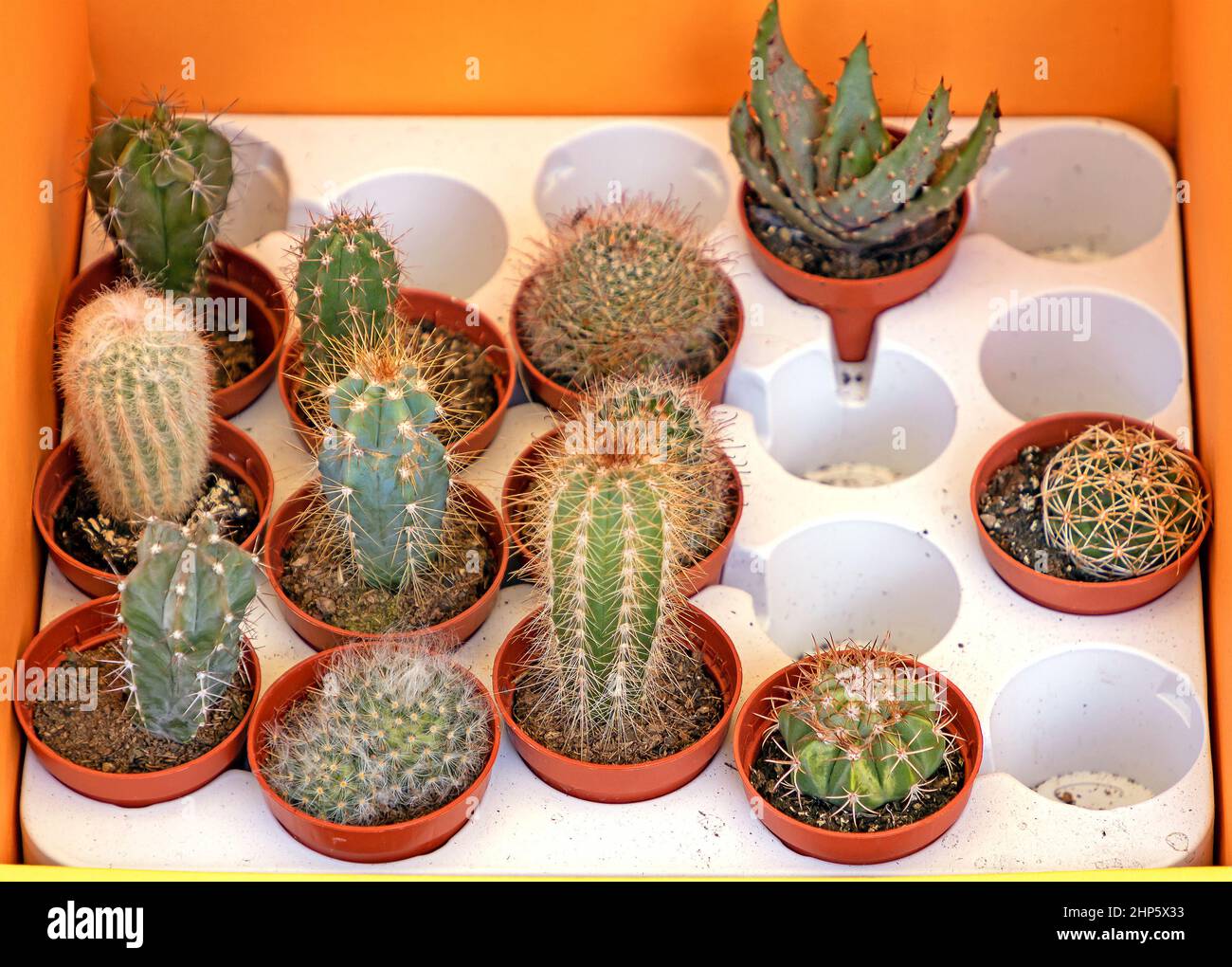 Small decorative cactus plants in flower pots inside box Stock Photo ...