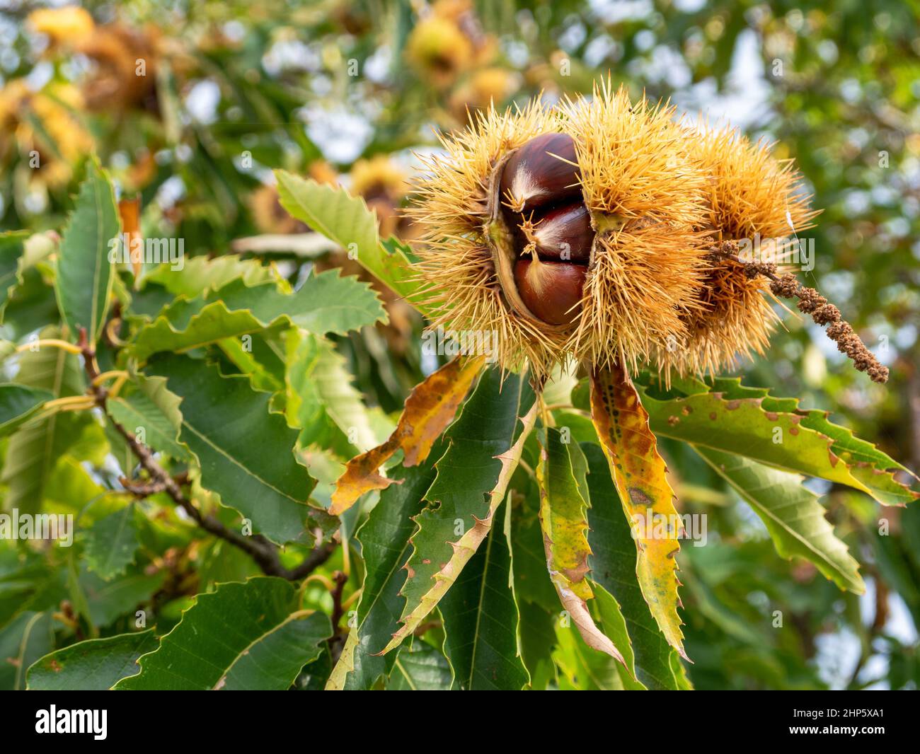 Chestnut tree fruits Stock Photo - Alamy