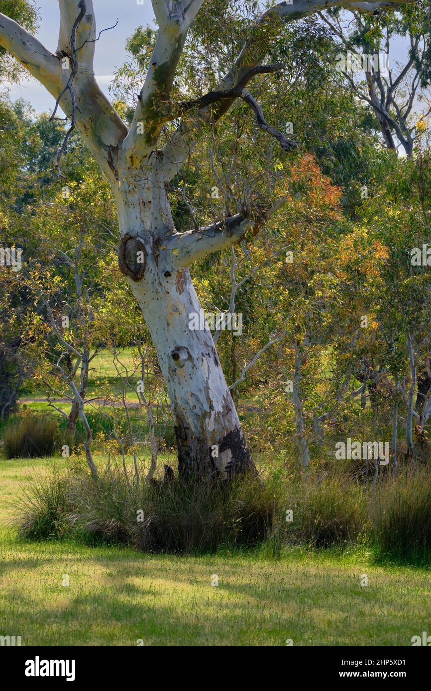 Australian gum tree leaves hi-res stock photography and images - Alamy