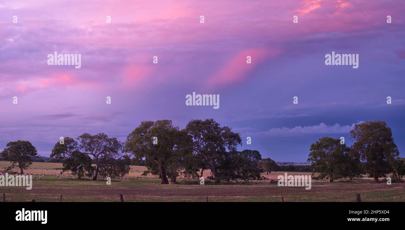 Sheep at sunset hi-res stock photography and images - Alamy