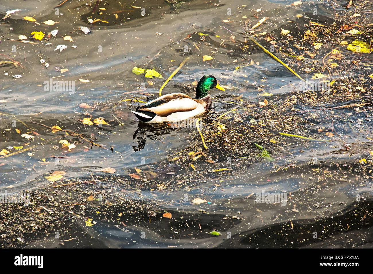 Duck swimming in dirty waste lake water. Animal Ecological problem ...