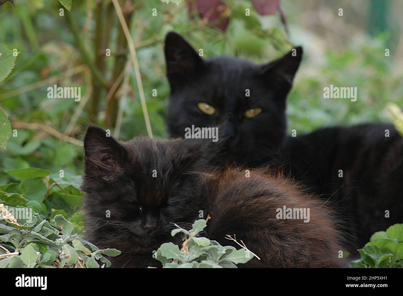 Cats: my best friends Stock Photo - Alamy