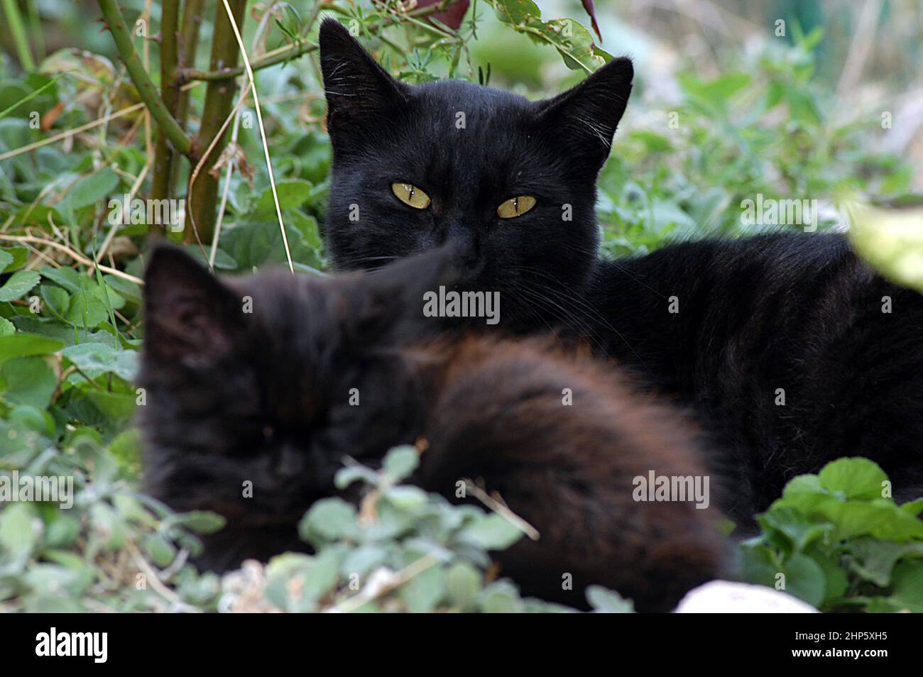 Cats best friends hi-res stock photography and images - Alamy