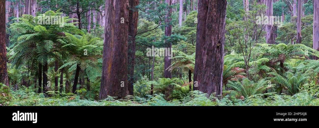 Australian mountain ash forest hi-res stock photography and images - Alamy