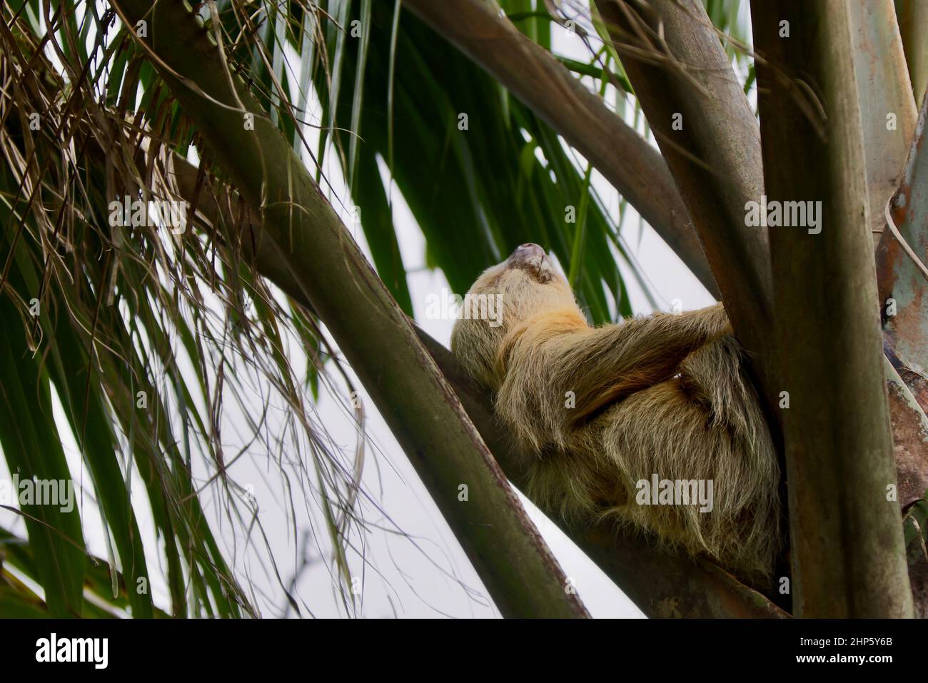 Sloths face hi-res stock photography and images - Alamy