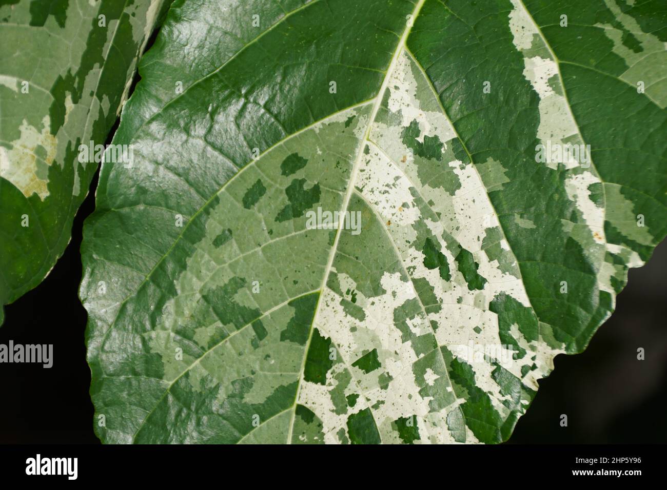 Variegated fig tree hi-res stock photography and images - Alamy