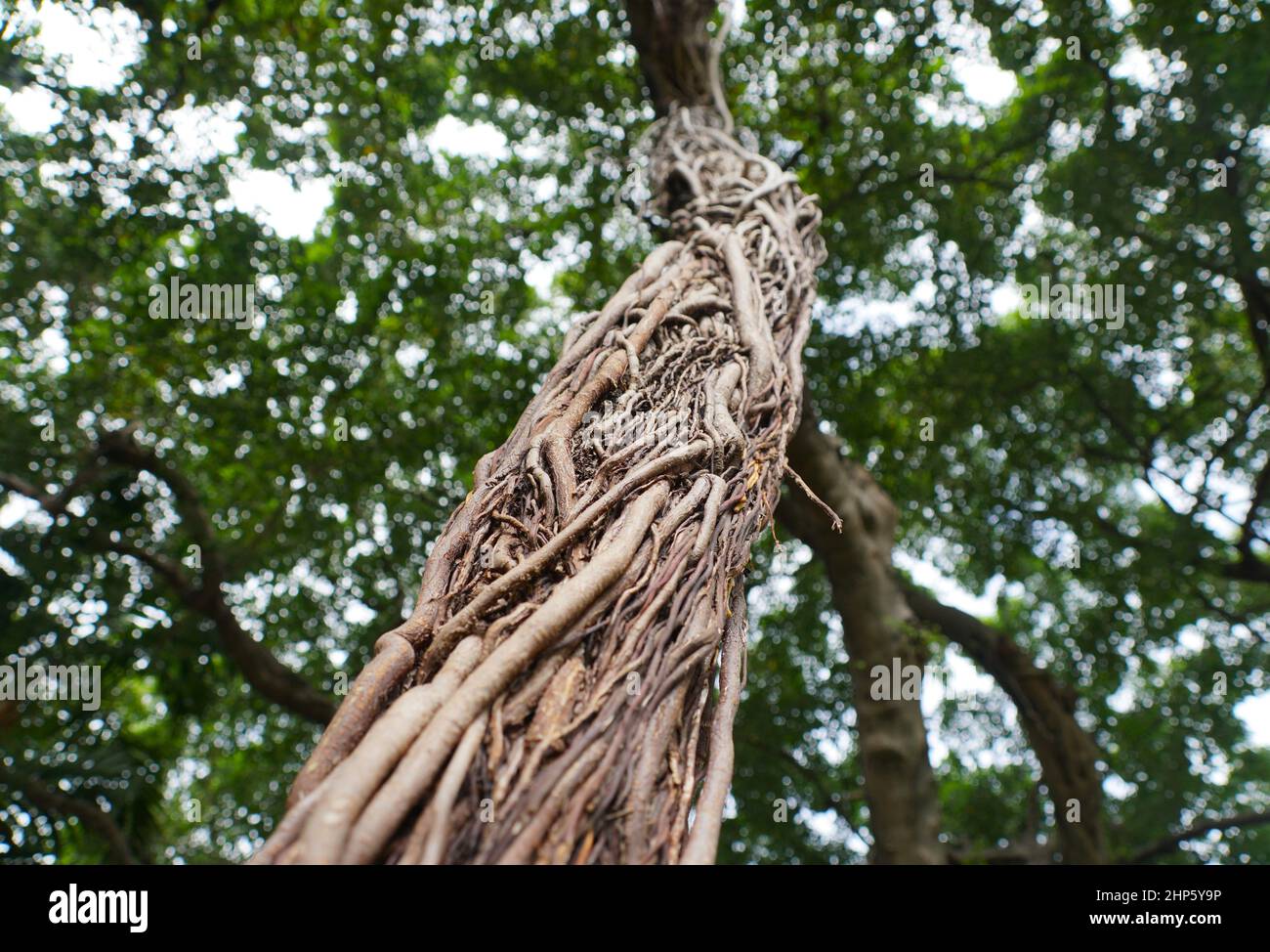 Long root hi-res stock photography and images - Alamy