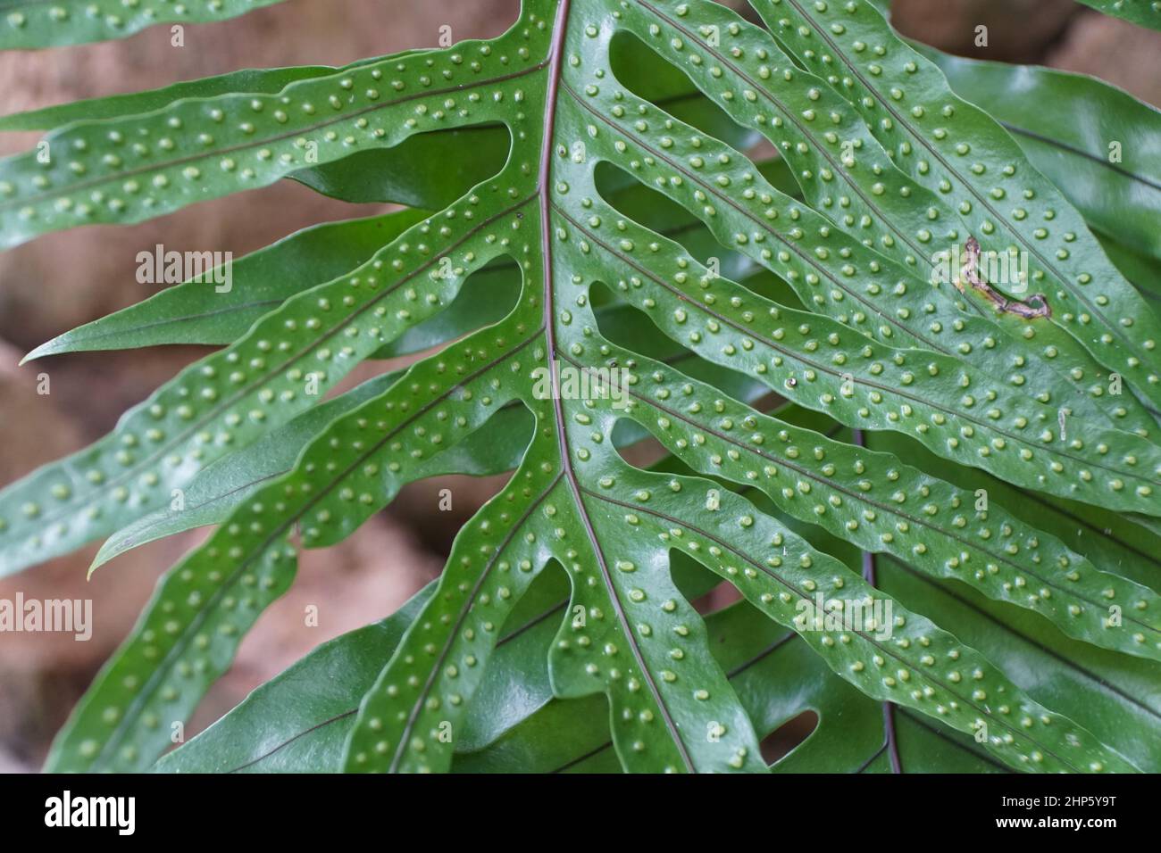 Close up of a unique leaf of the Wart Fern Stock Photo - Alamy