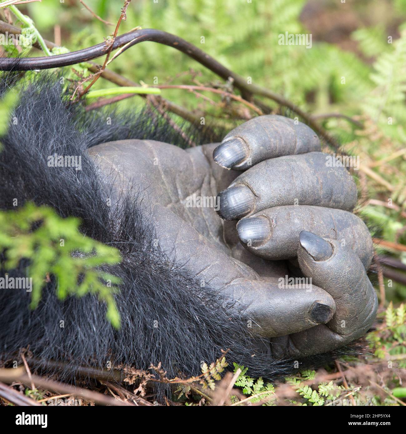 Gorilla nail hi-res stock photography and images - Alamy