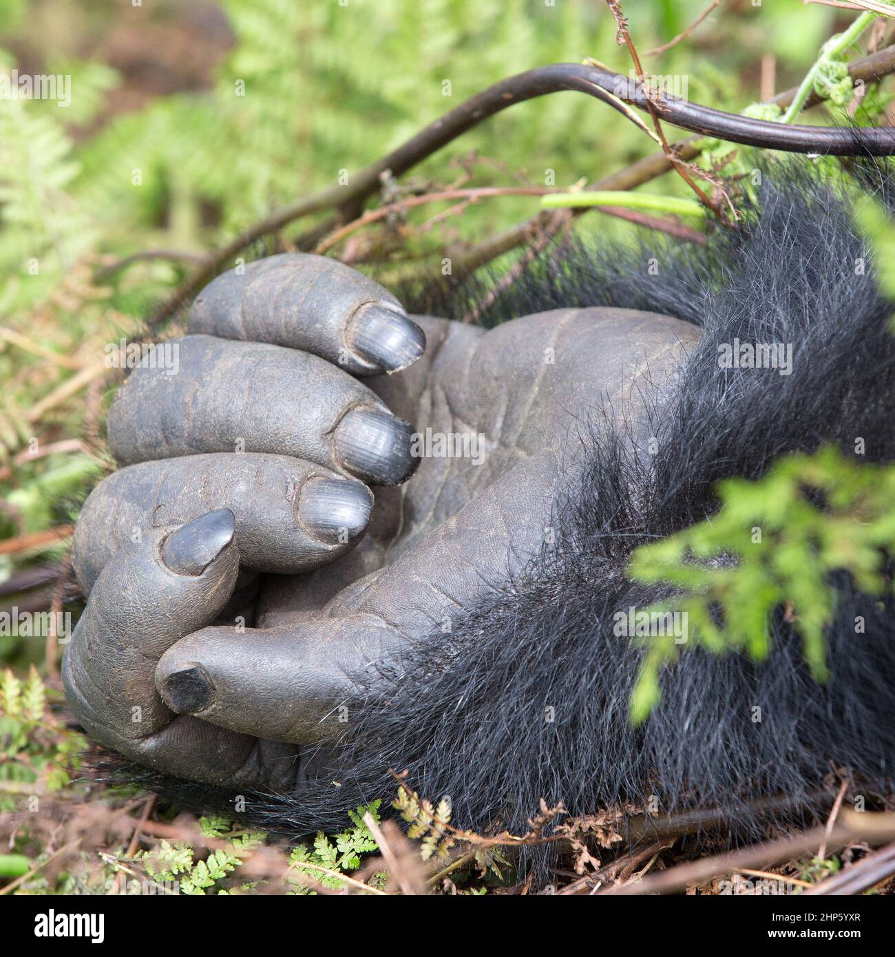Western and eastern gorilla hi-res stock photography and images - Alamy