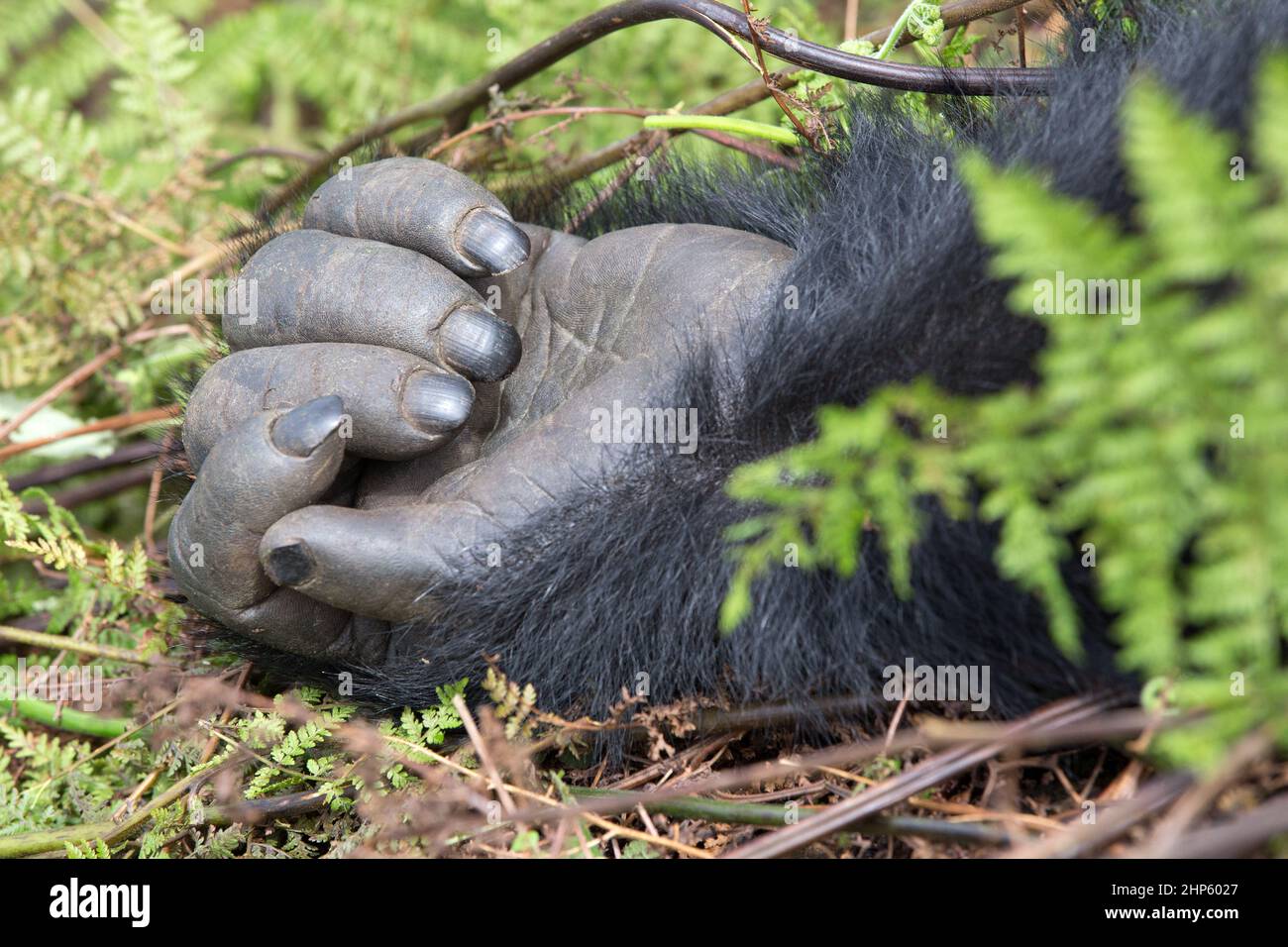 Western lowland gorilla hand hi-res stock photography and images - Alamy
