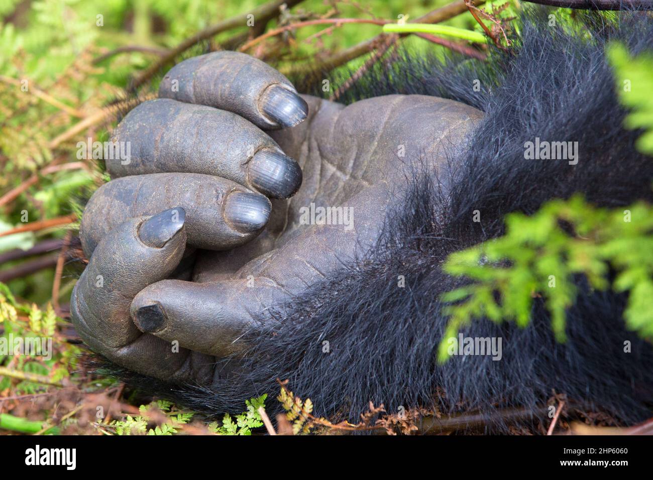 Gorilla nail hi-res stock photography and images - Alamy