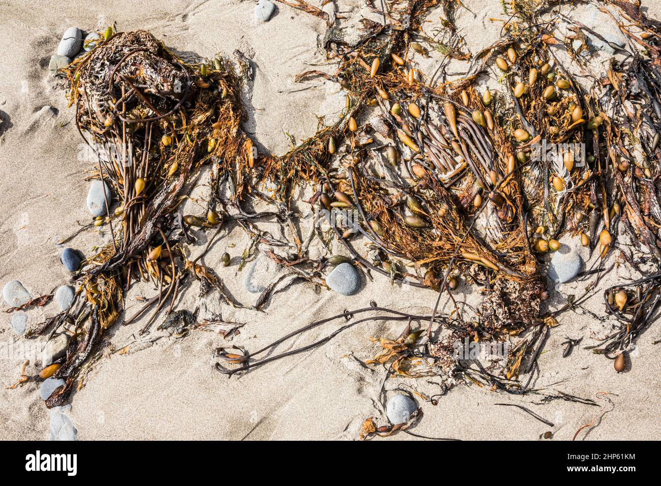 Kelp washed up on a sandy beach, Olympic Coast of Washington, USA Stock ...