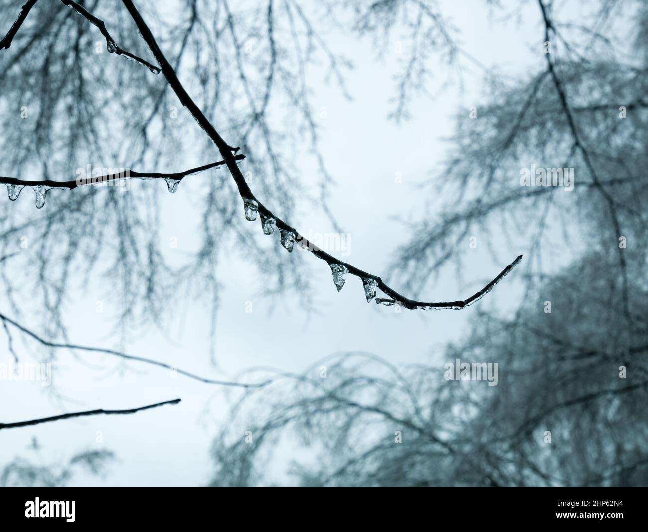 Small tree limbs hi-res stock photography and images - Alamy