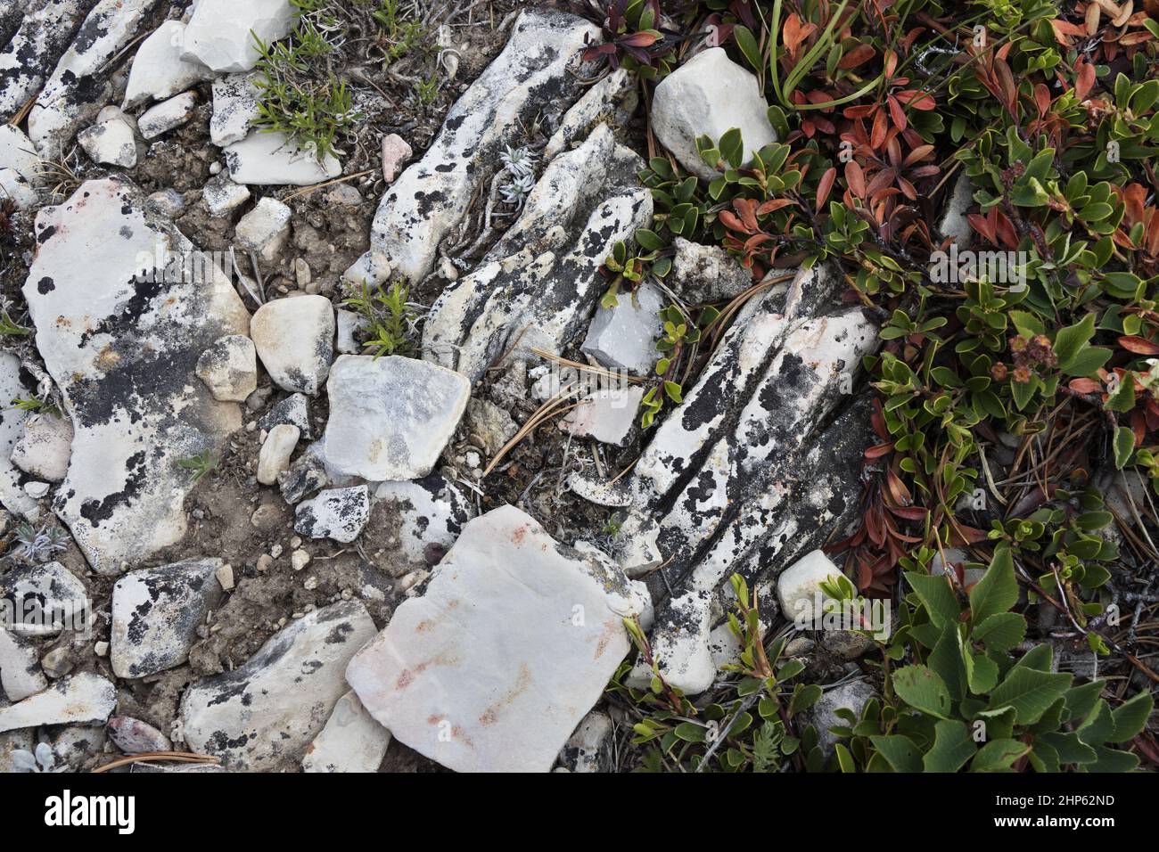 Closeup shot ground park hi-res stock photography and images - Alamy
