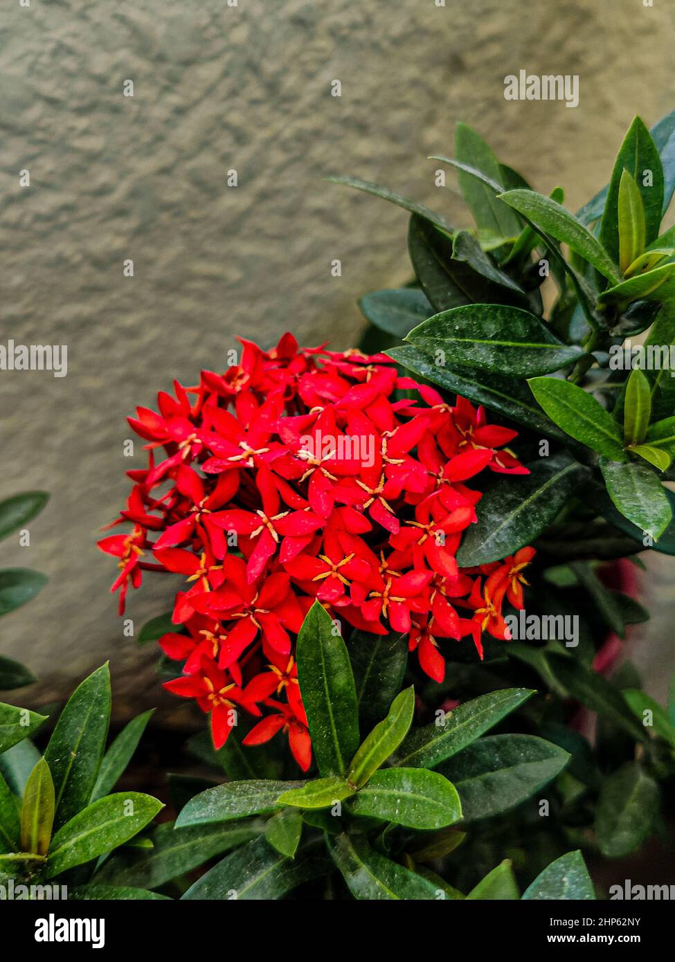 Vertical shot of a red flower bouquet in a garden Stock Photo - Alamy