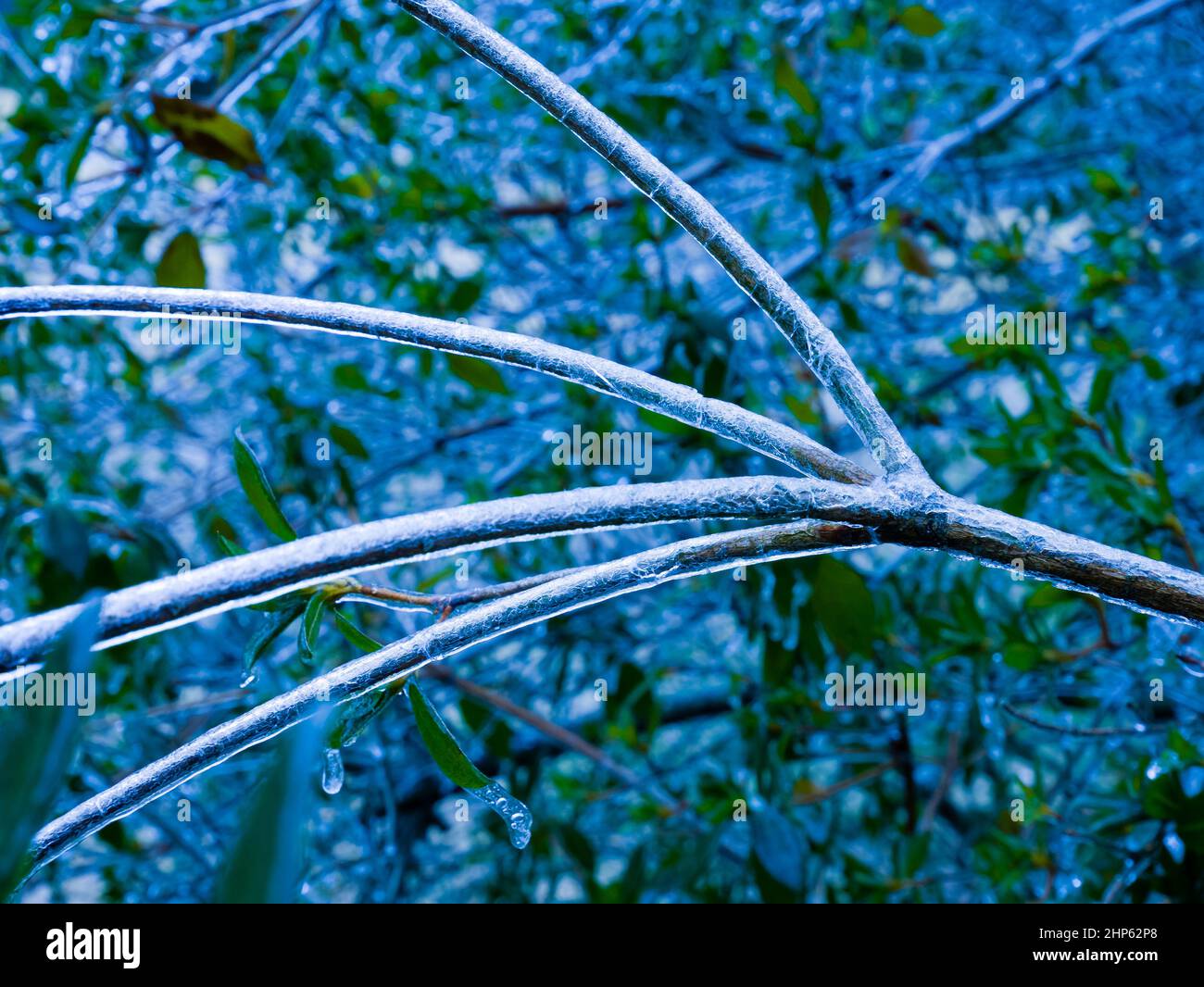 Snow azalea hi-res stock photography and images - Alamy