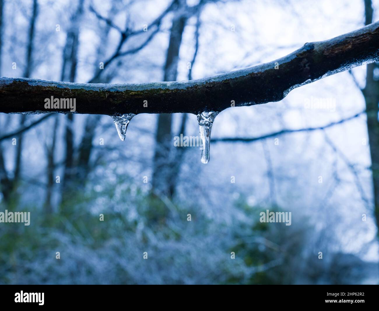 Small tree limbs hi-res stock photography and images - Alamy