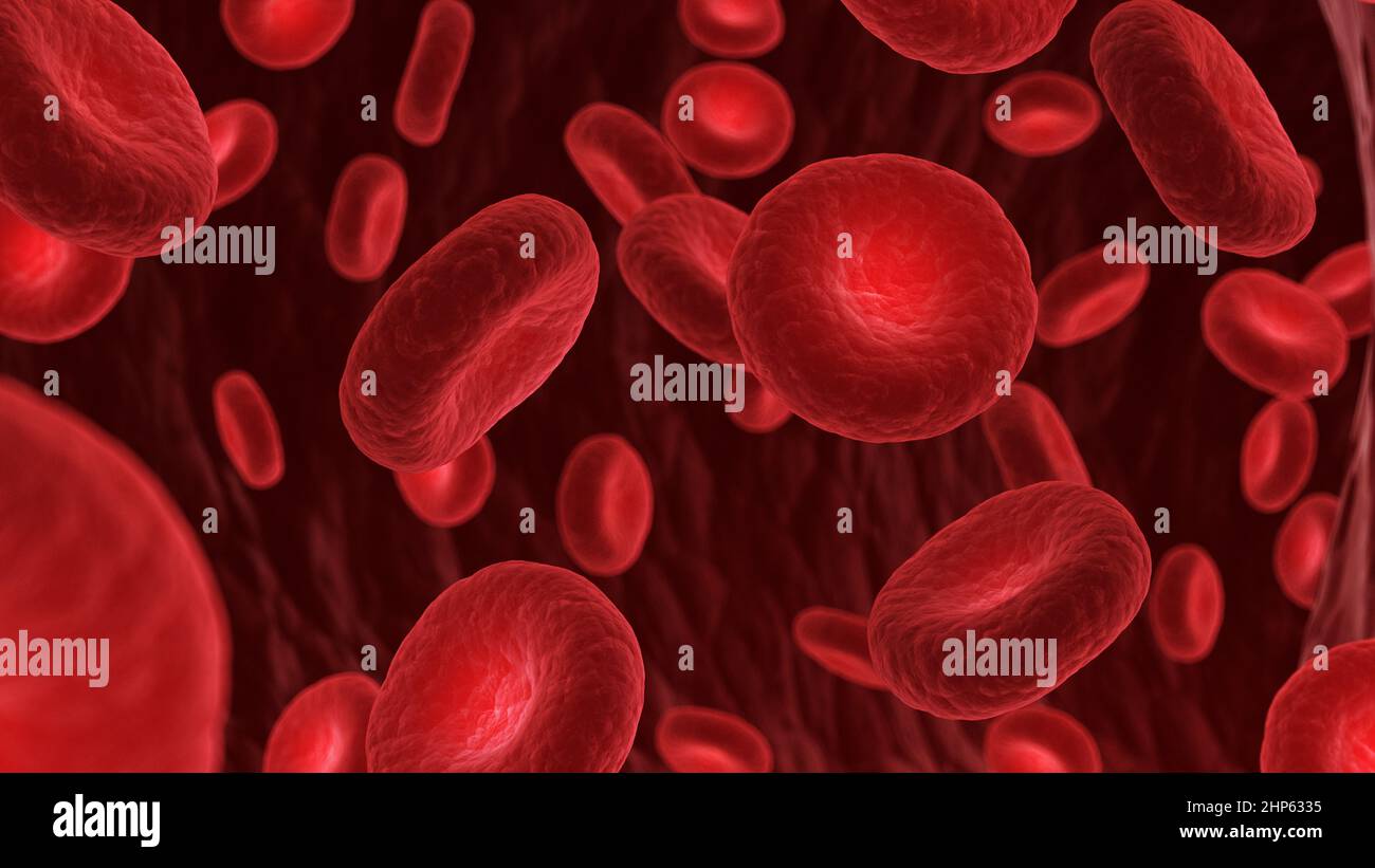 Red blood cells in a human artery, illustration Stock Photo - Alamy