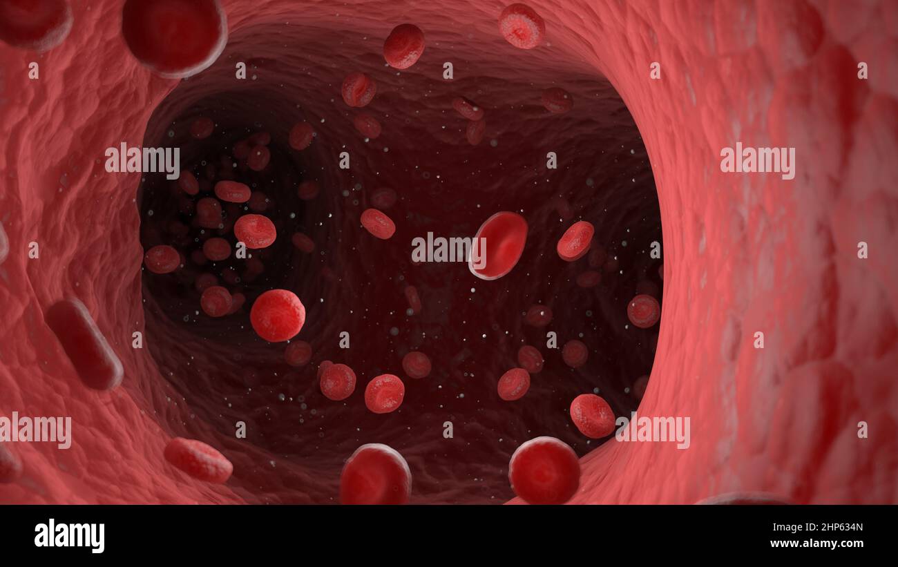 Red blood cells in a human artery, illustration Stock Photo - Alamy