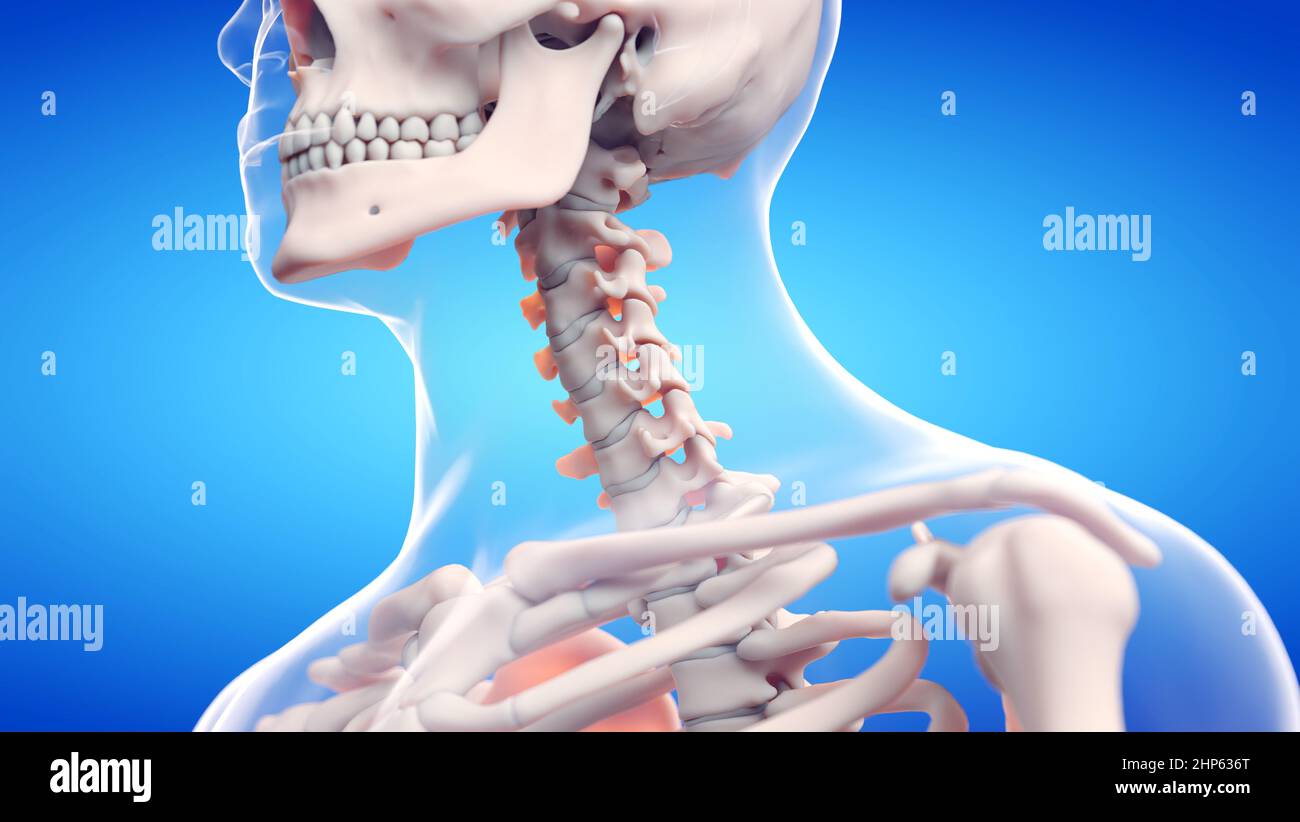 Cervical spine, illustration Stock Photo - Alamy
