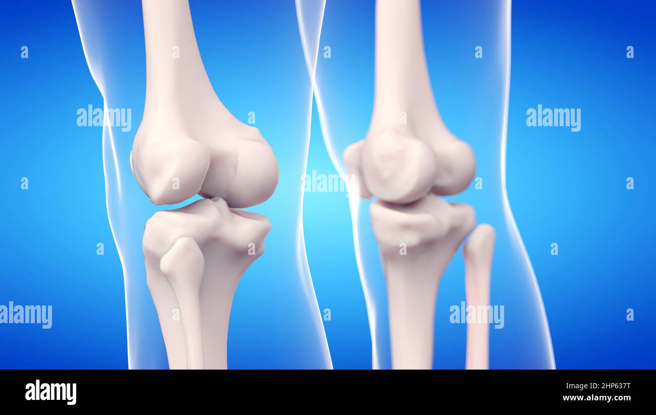 Knee joints, illustration Stock Photo - Alamy